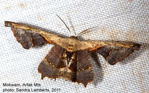 Papua Insects Foundation (Lepidoptera/Uraniidae/Epipleminae/Phazaca ...